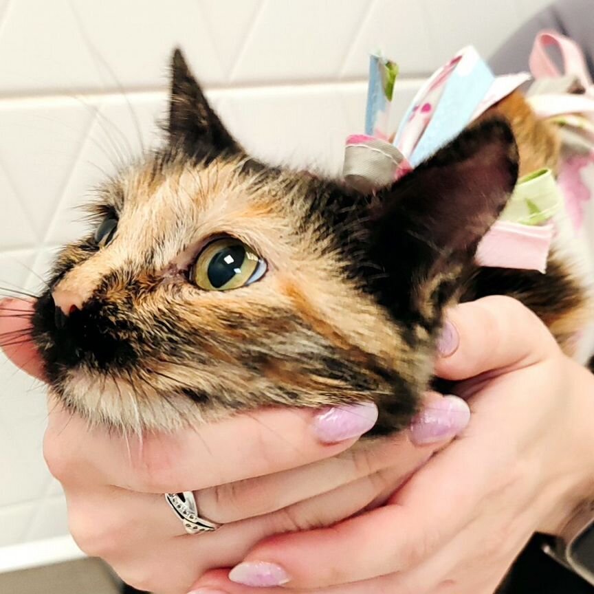 Кошка в добрые руки