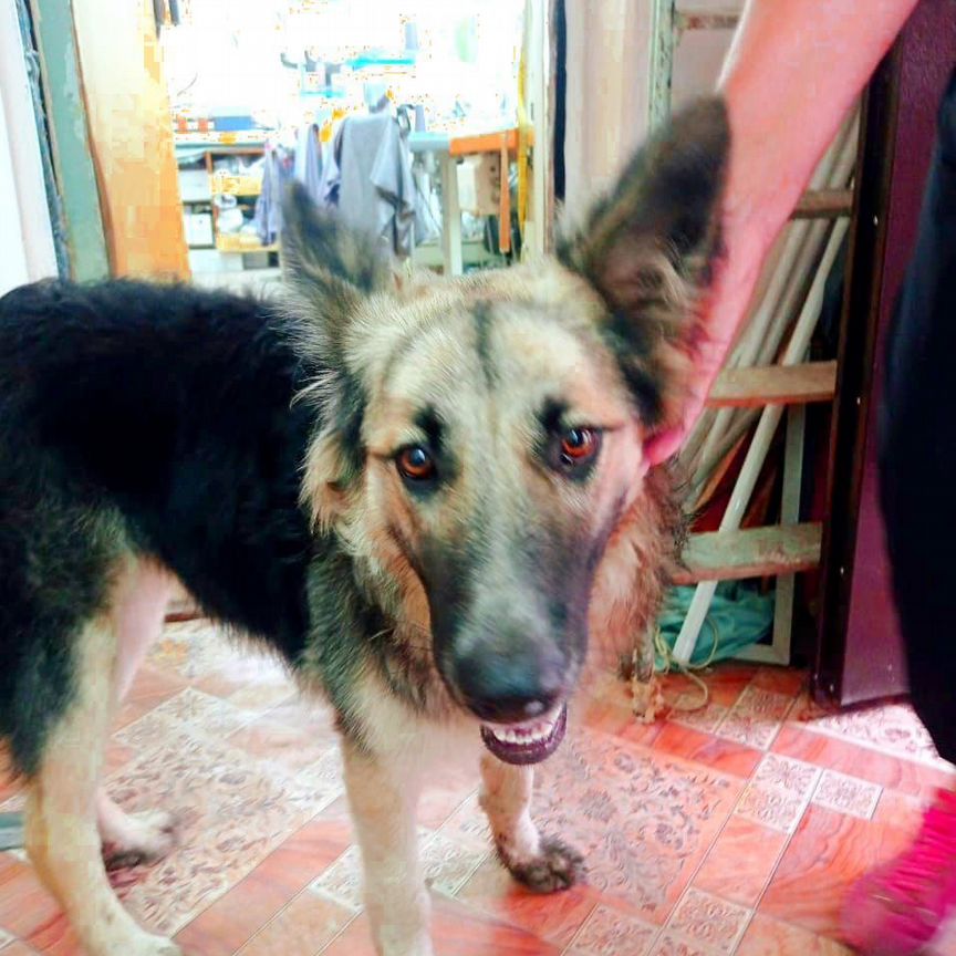 Бездомная собака (почти овчарка) живёт на улице