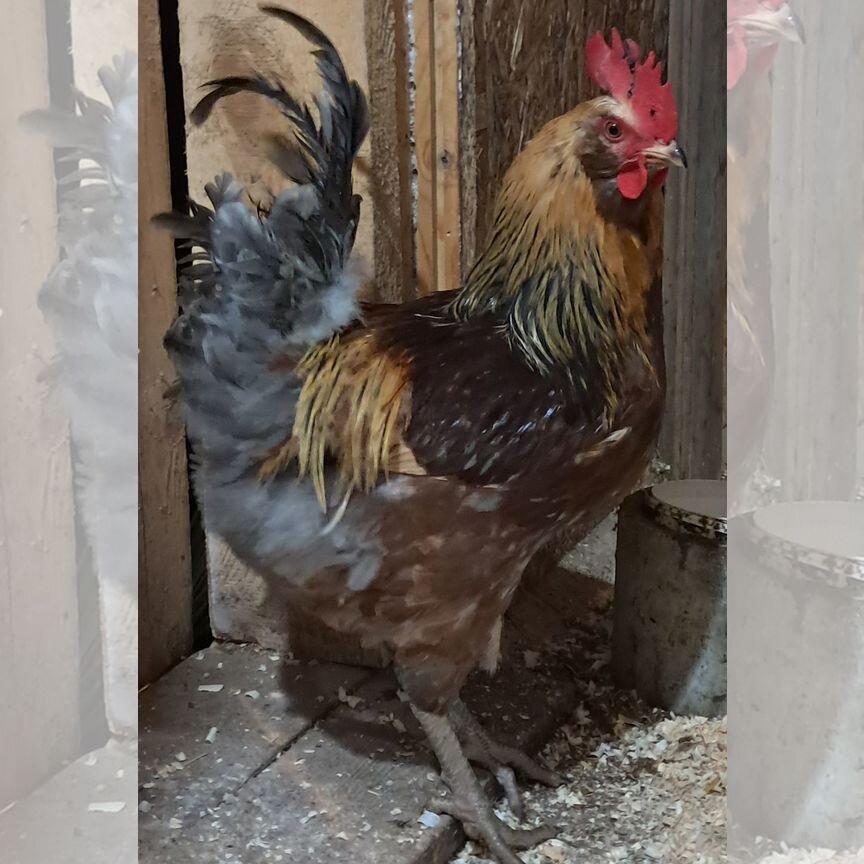 Куры и петухи домашние