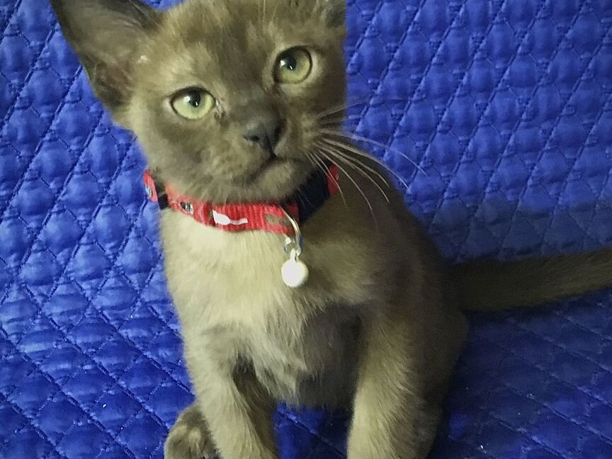 Европейская Бурма - котята