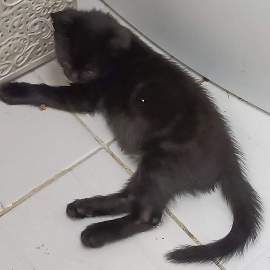 Котятки в добрые руки
