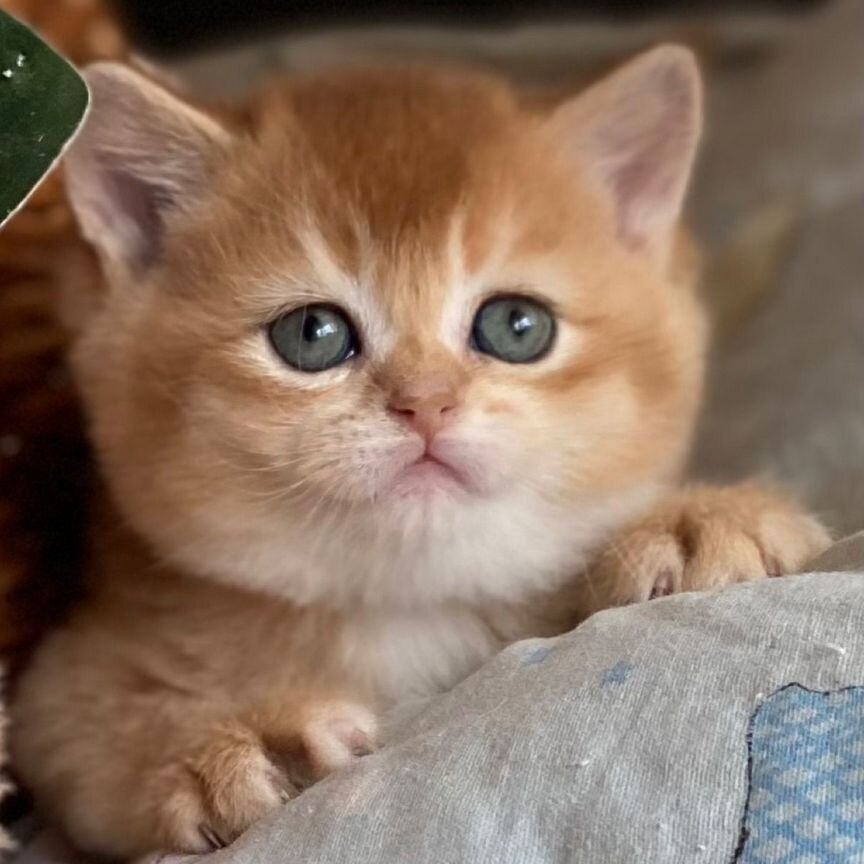 Британский котик Семен