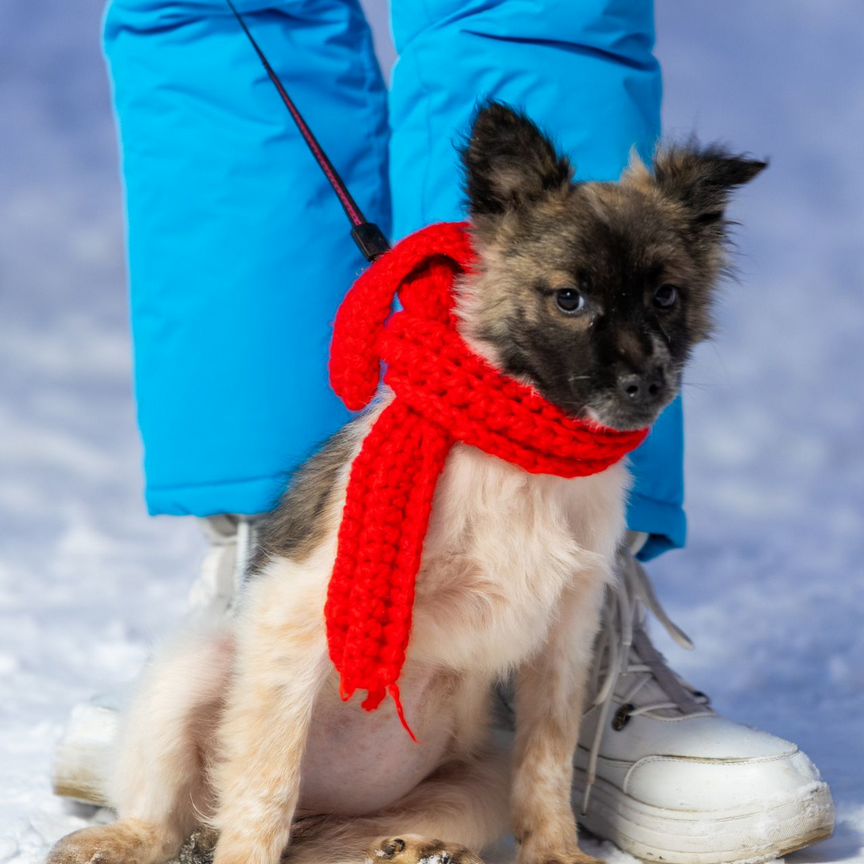 Небольшой щенок Мисси в дар