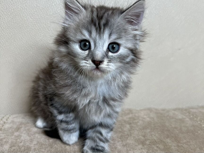 Маргаритка