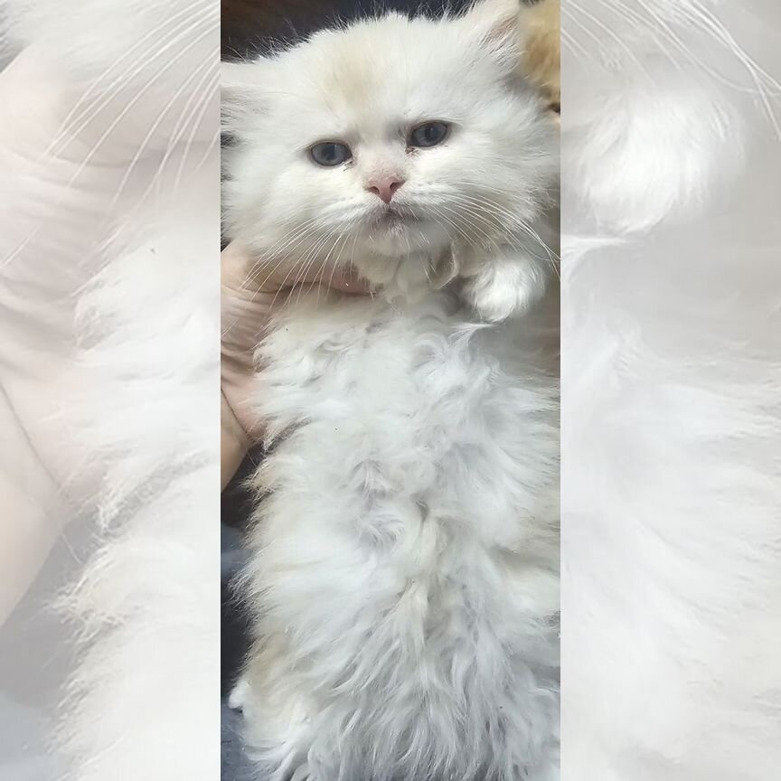 Шотландский прямоухий длинношёрстный котёнок