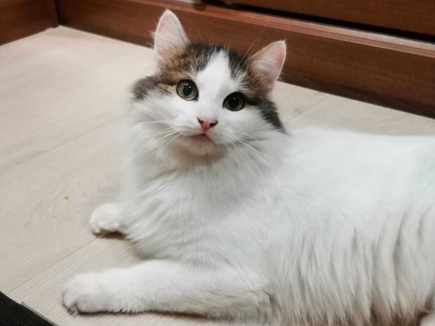 Кошка в дар бесплатно, стерилизована, привита