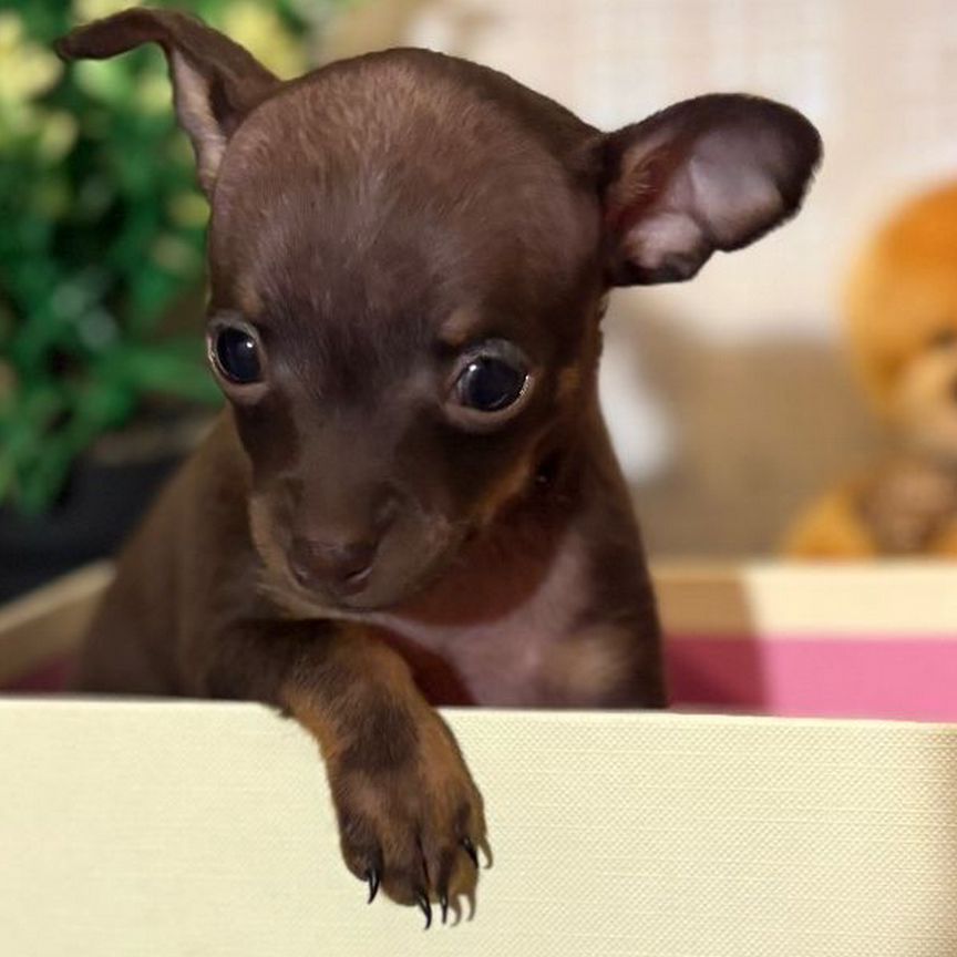 Русский той-терьер, щенок