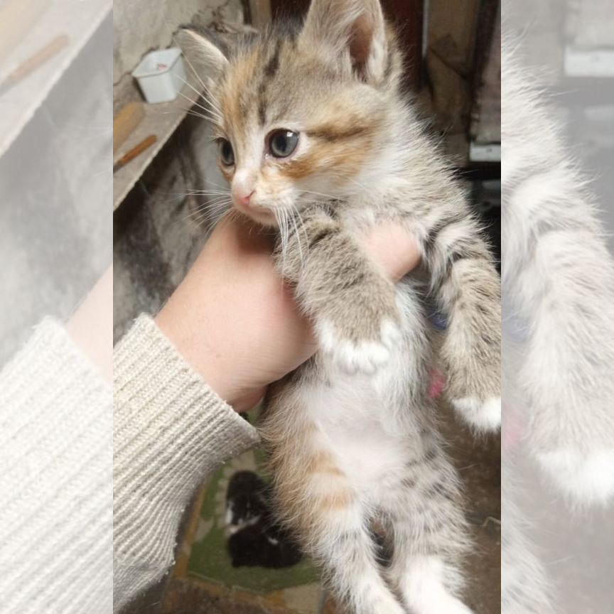 Котенок девочка ищет дом