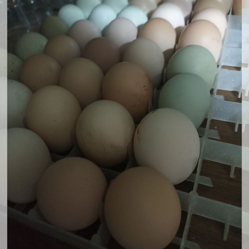 Продаётся качественное инкубационное яйцо