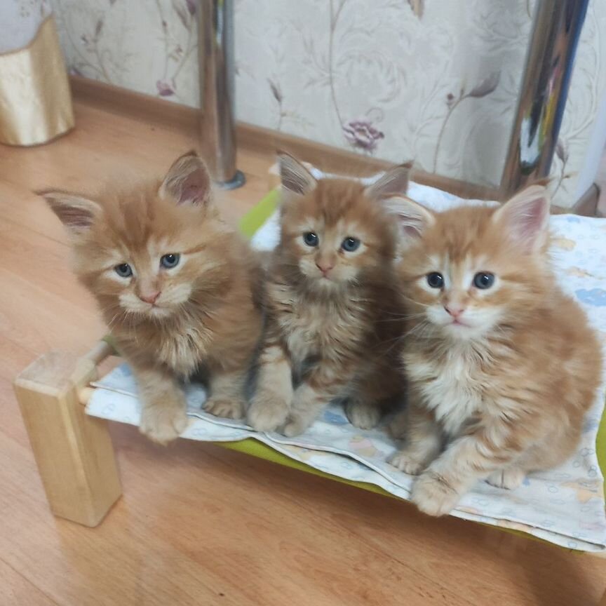 Котята мейн-кун красный солид