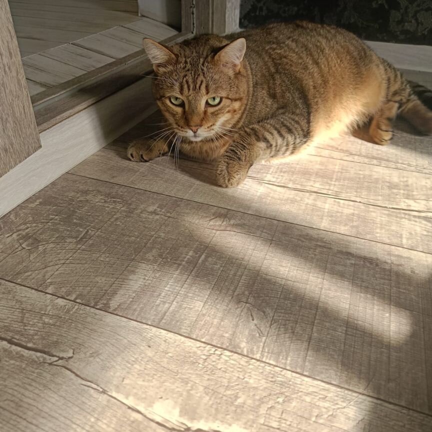 Отдам котика в добрые руки