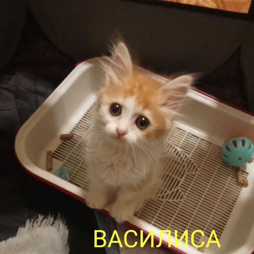 Кошечка в добрые руки