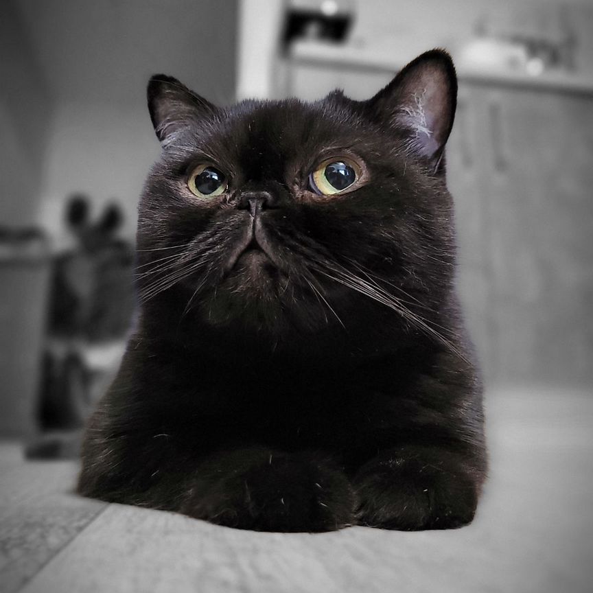 Кошкечка в добрые руки