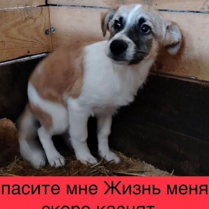 Щенок в добрые руки