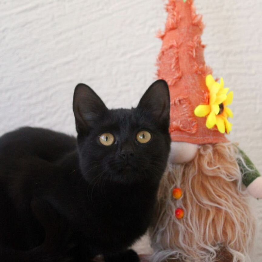 Кошечка Пятница в дар добрым людям