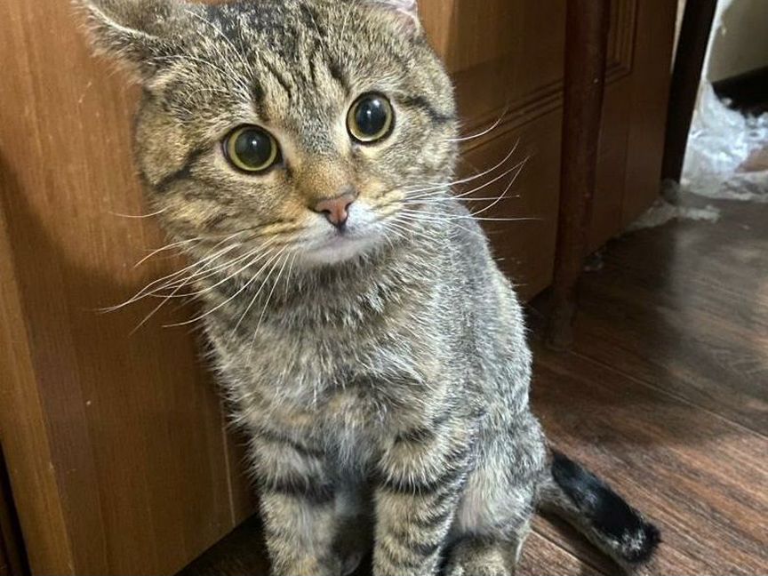 Британский котенок в дар