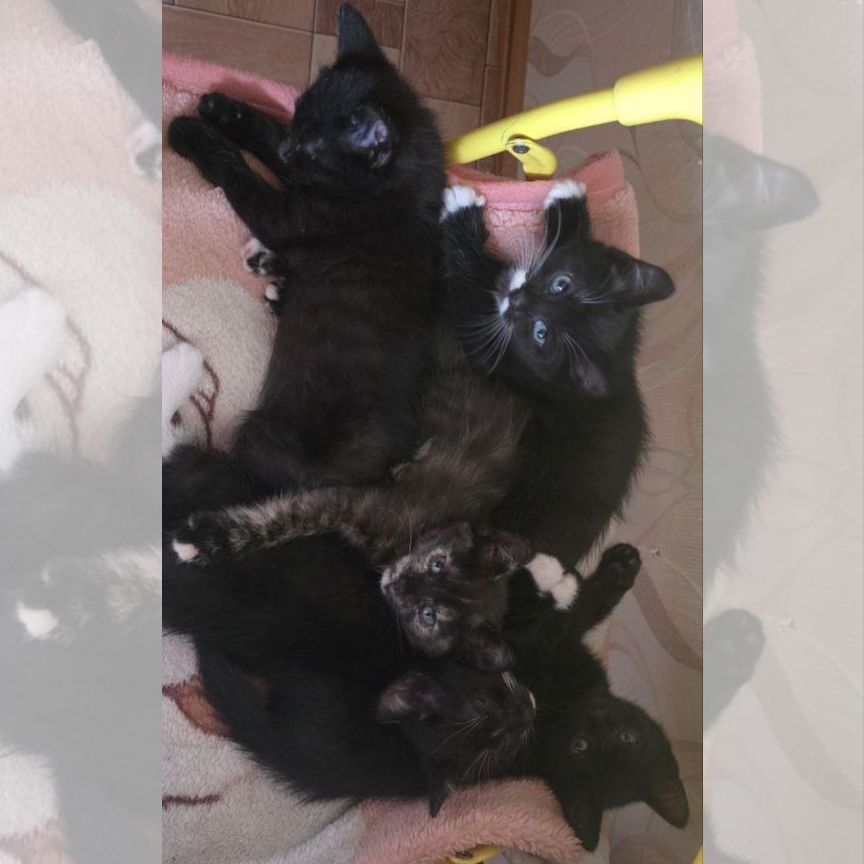 Котёнок в добрые руки