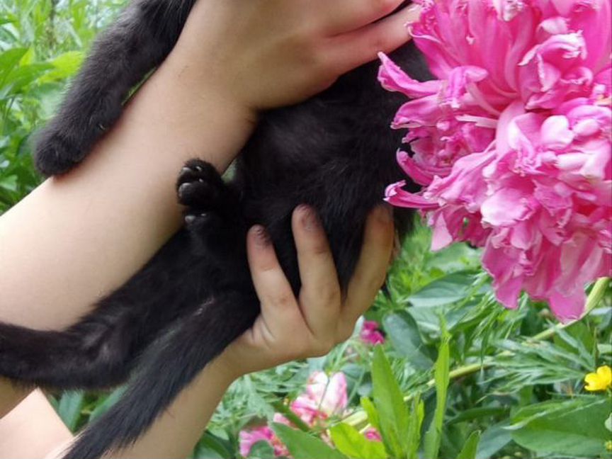 Котик и кошечка от британцев родителей