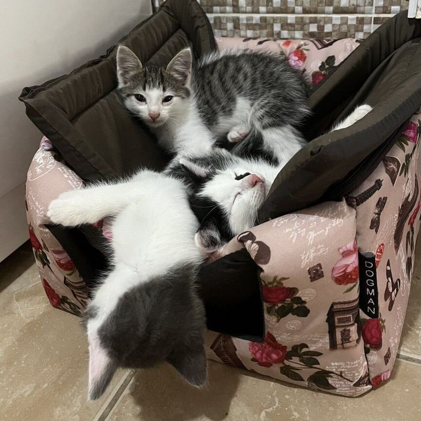 Котёнок в добрые руки