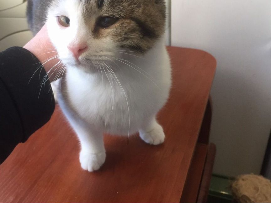 Котенок девочка