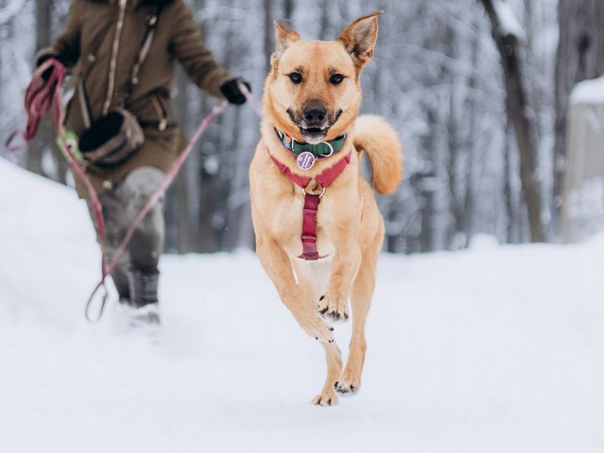 Дайте Арамису шанс на счастливую жизнь