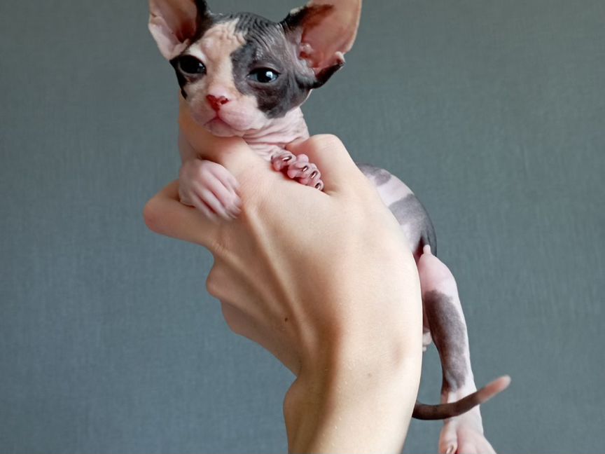 Канадский сфинкс