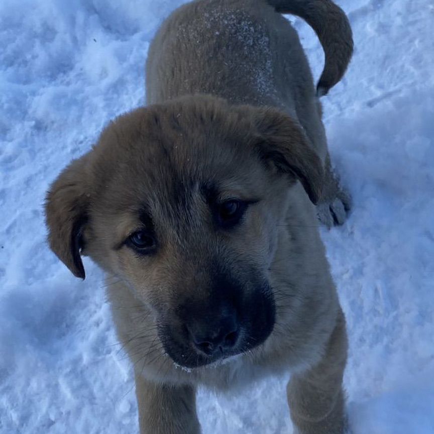 Шенки Алабая