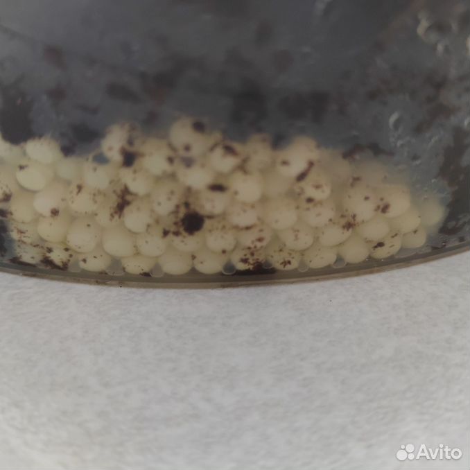 Яйца улитки Ахатины