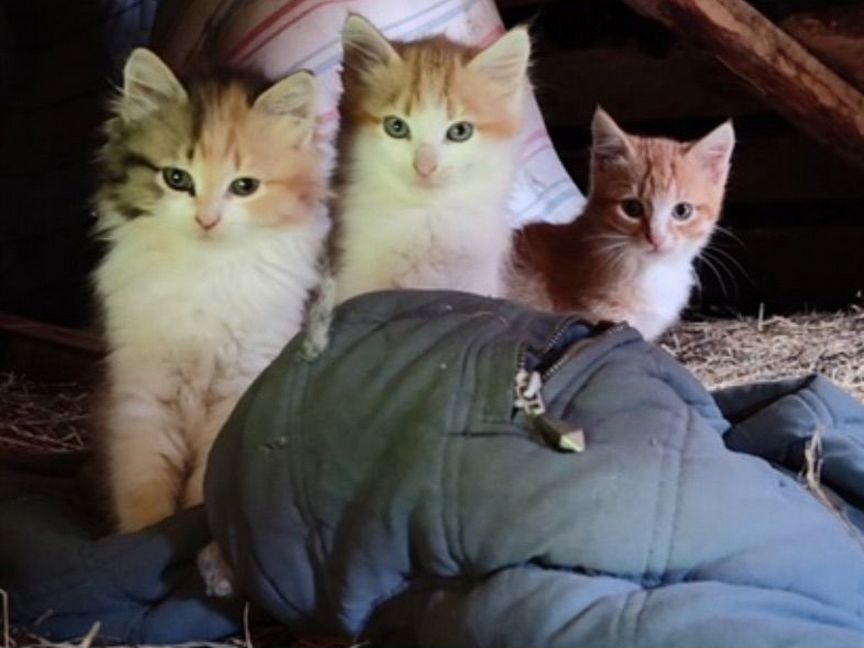 Котята ищут дом