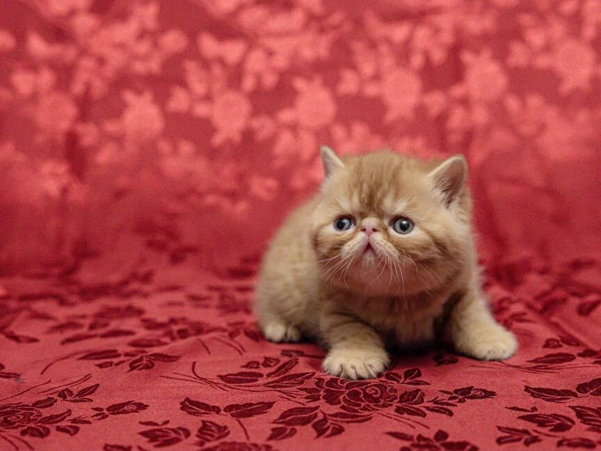 Экзотические короткошерстные котята