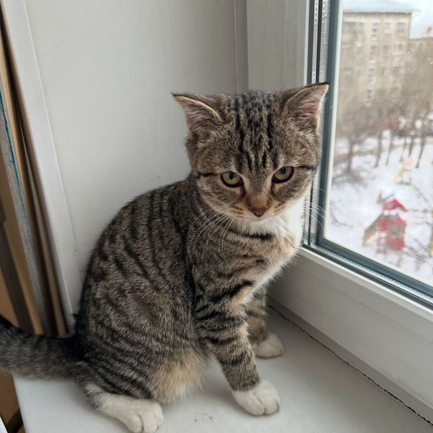 Отдам котенка в добрые руки