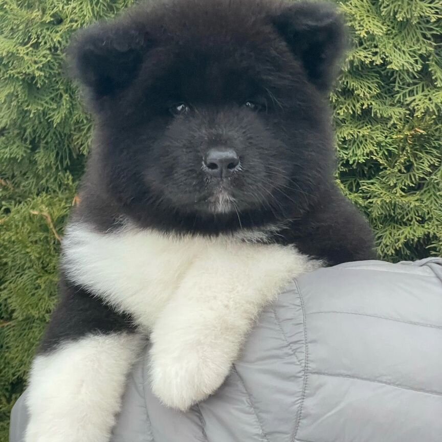 Щенки американской акиты