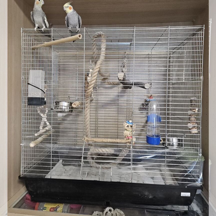 Попугаи кореллы с клеткой