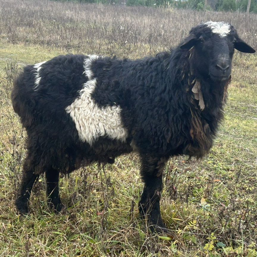 Баран курдючный