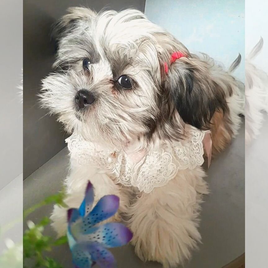 Щенки мальши