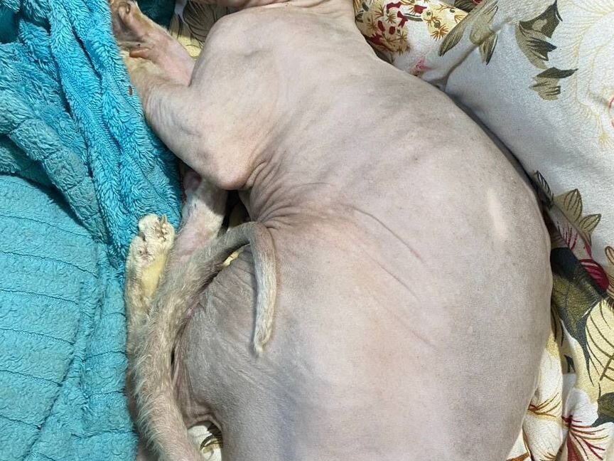 Канадский Сфинкс эльф