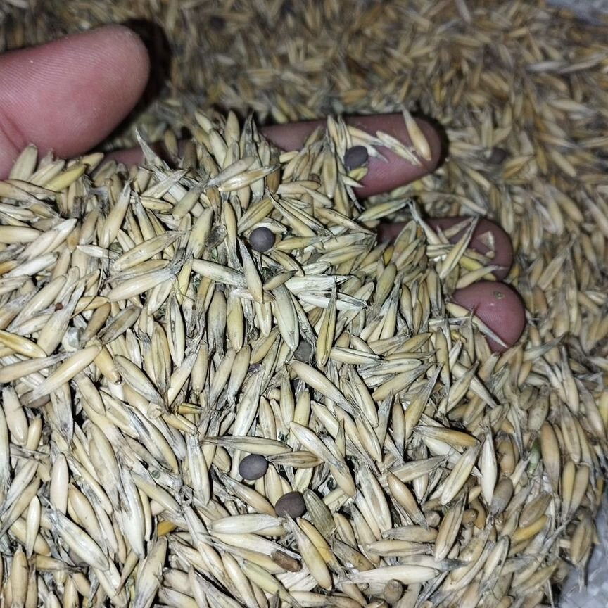 Зерносмесь Вика овес