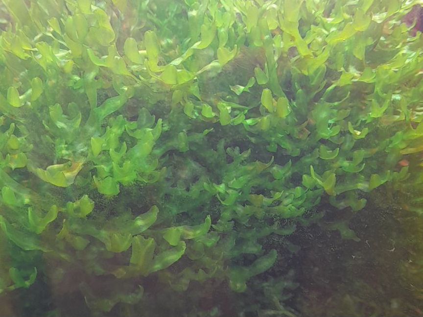 Прополка бликса японская, моносолениум