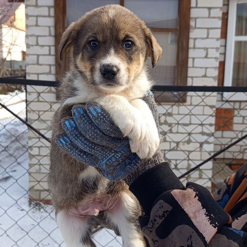 Щенок мальчик