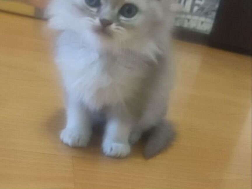 Коты и кошка