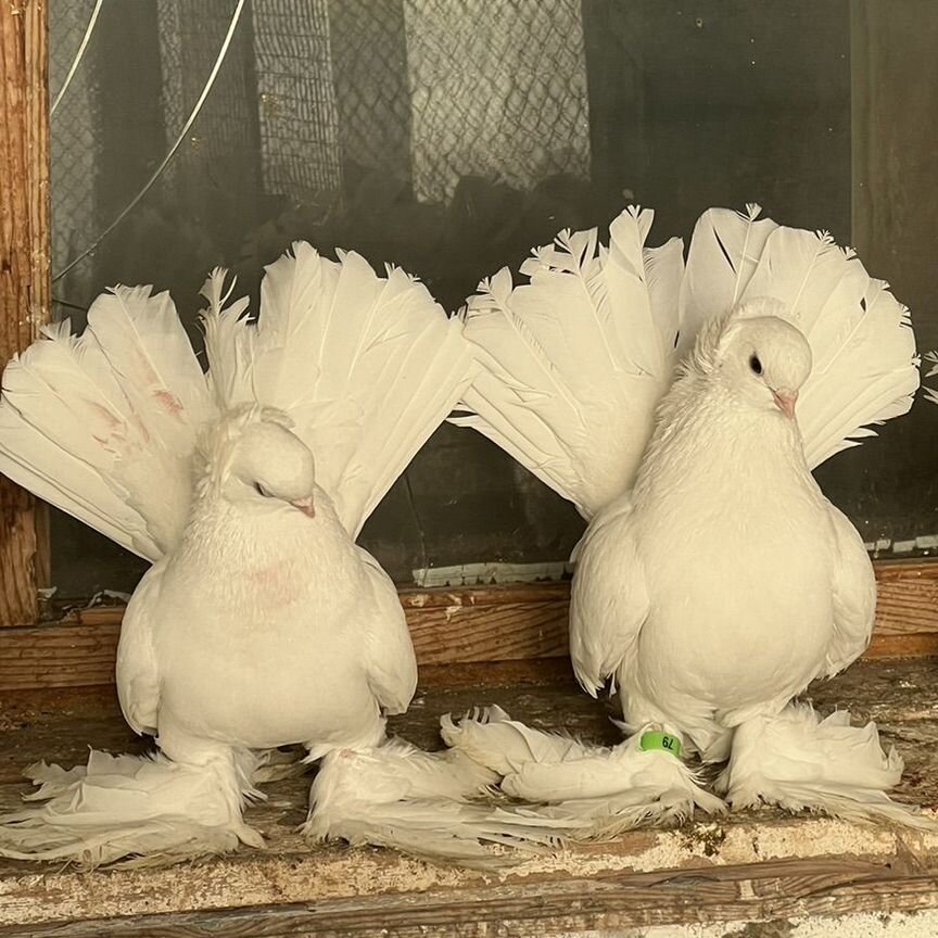 Продам белых статных омские хохлатые