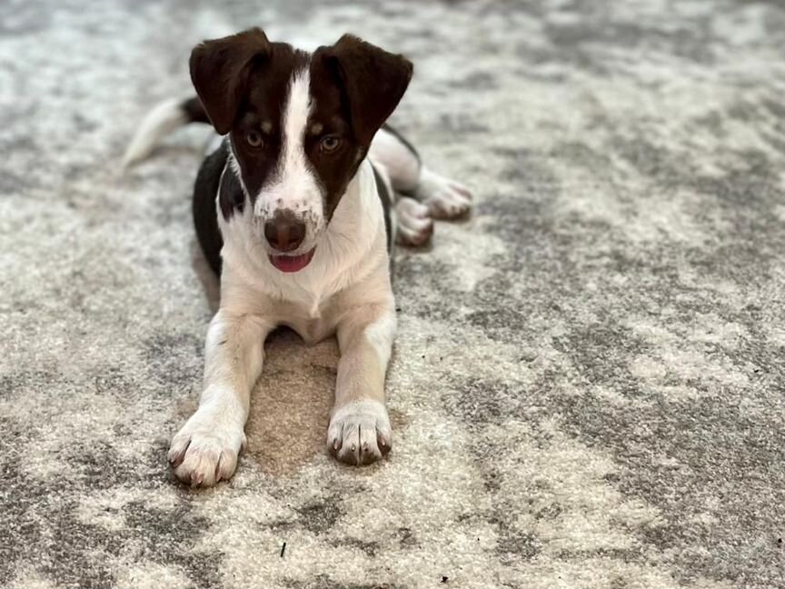 Шанечка ищет дом