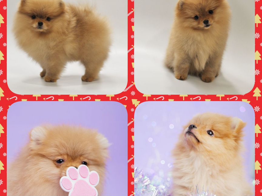 Предлагаются к резерву, щенки померанского шпица