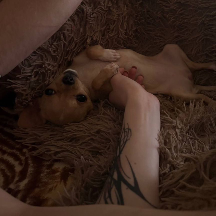 Чихуахуа, щенок