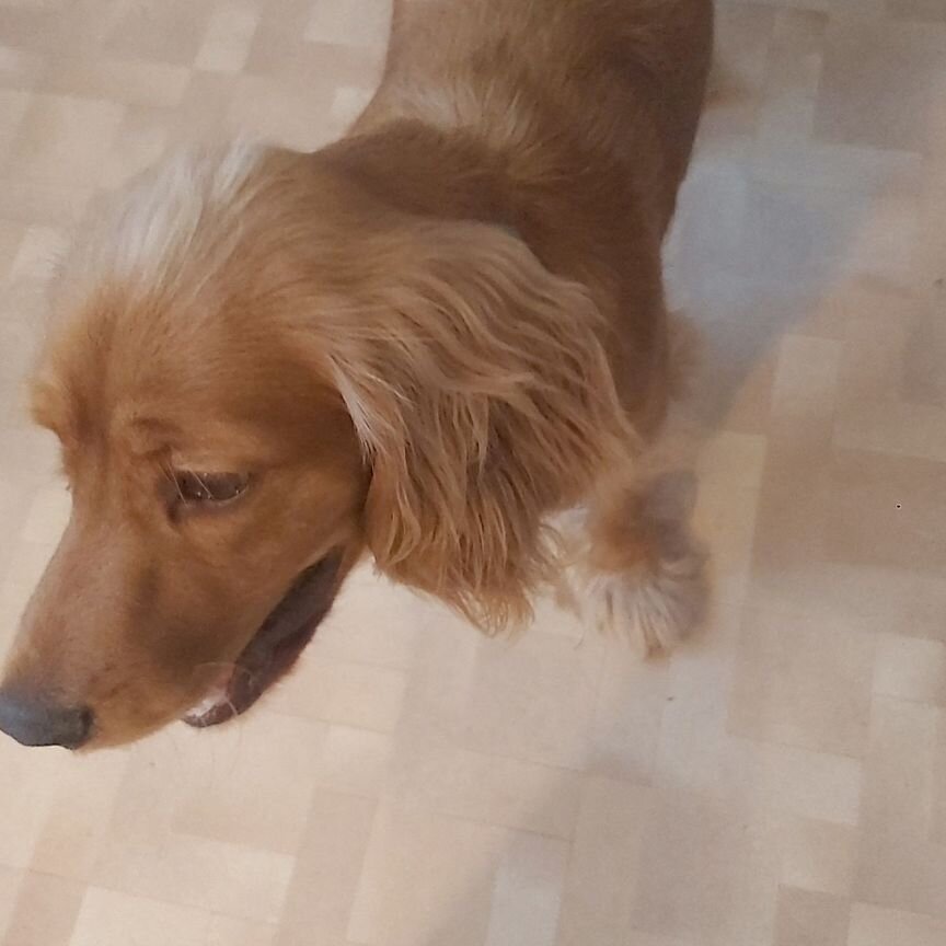 Собака Английский кокер спаниель Мальчик