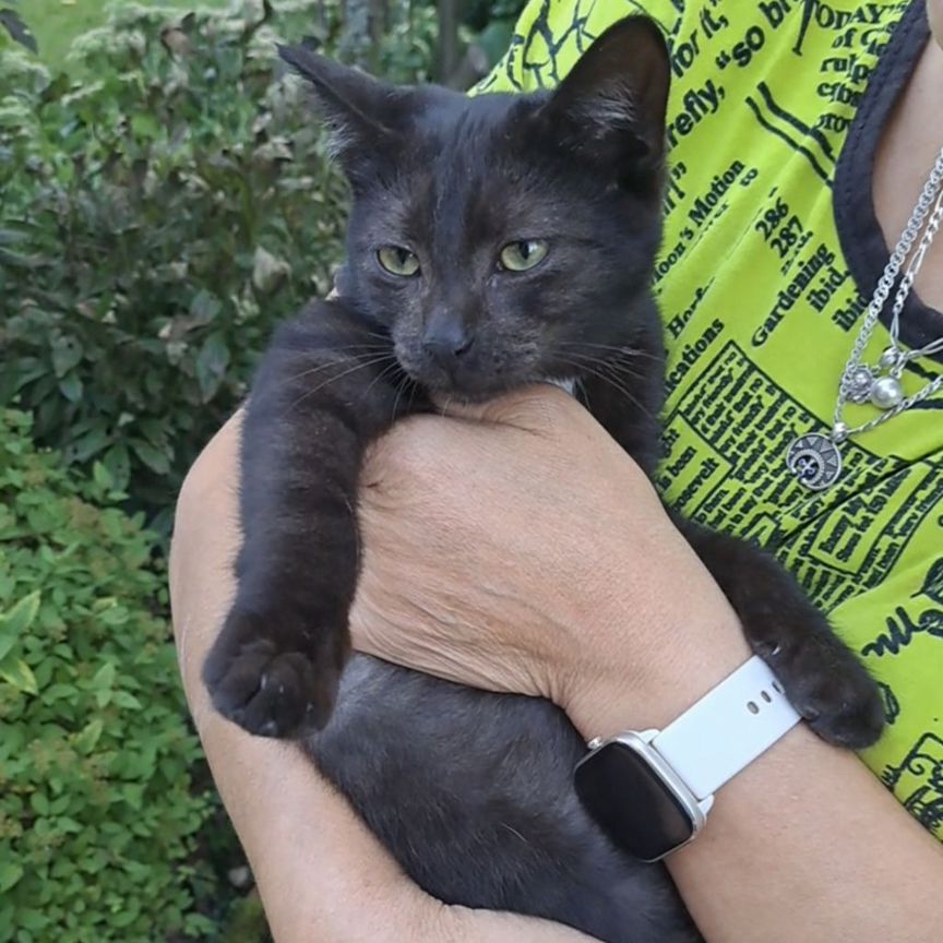 Котенок в добрые руки