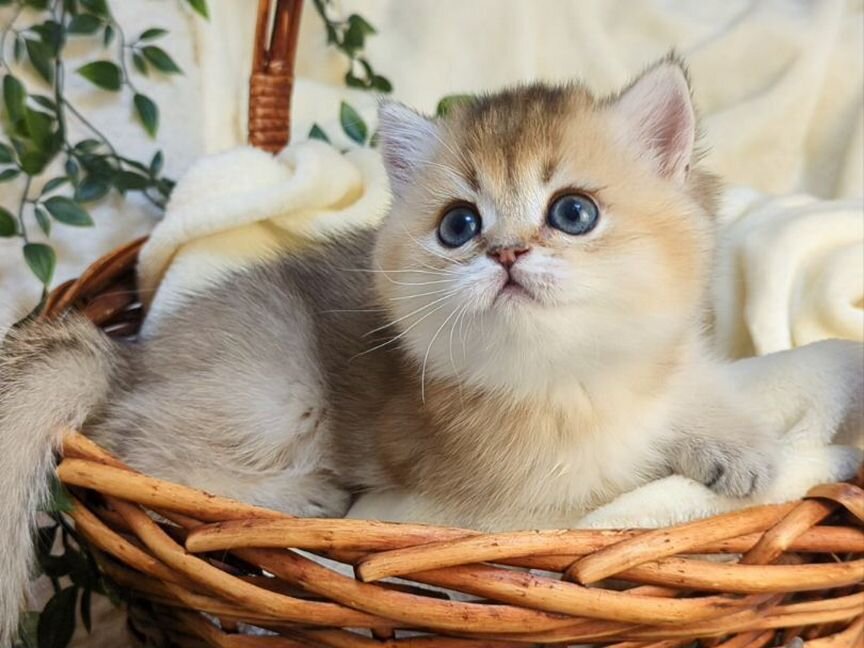 Британские золотые котята