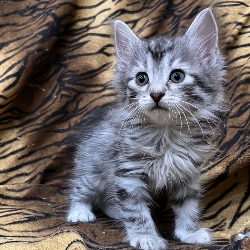 Курильский бобтейл длинношёрстный котёнок