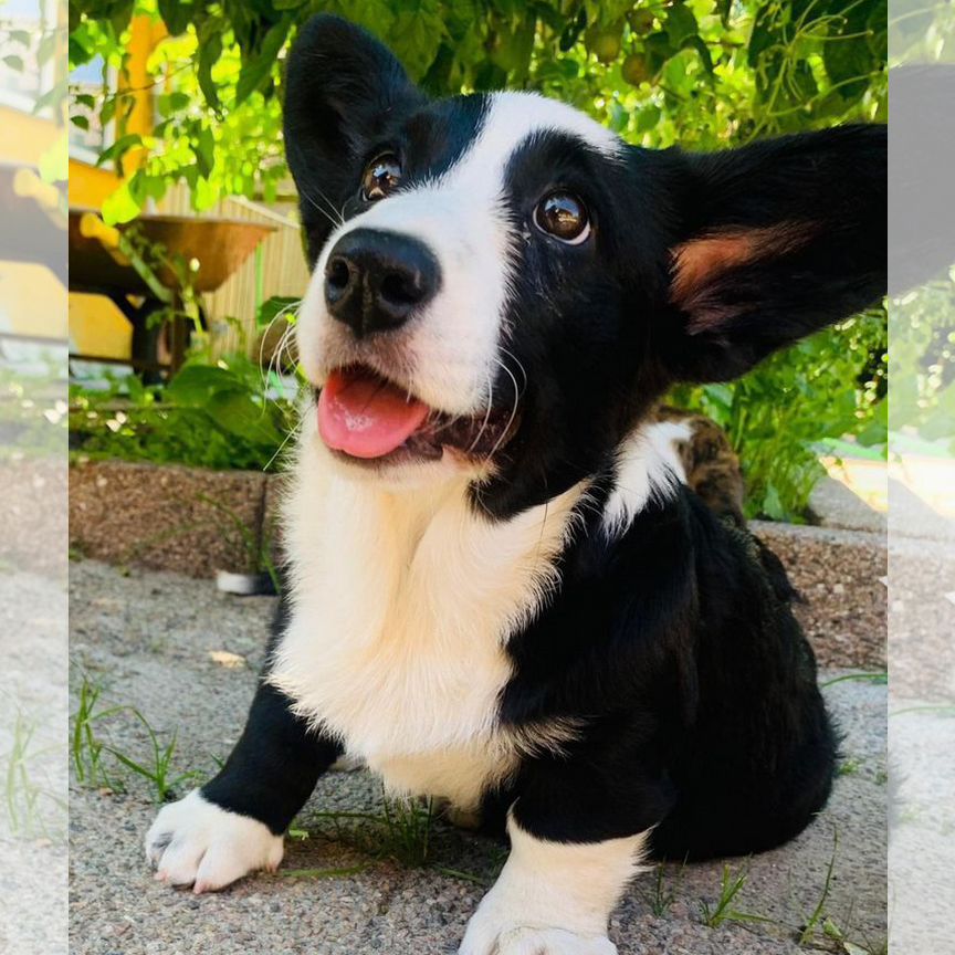 Вельш Корги Кардиган, щенок