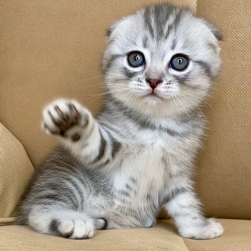 Шотландский вислоухий короткошёрстный котёнок